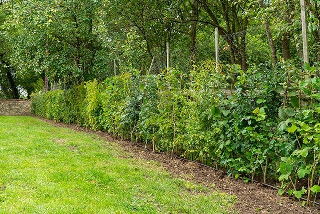 Bringing Natural Beauty to Your Yard: Landscaping with Native Hedging ...