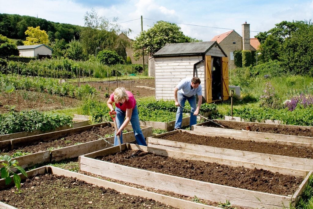 Allotments 101: A Beginners Guide to Getting and Planning an Allotment - The Arches