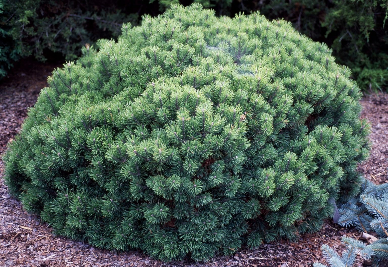 8 Best Dwarf Evergreen Trees for Your Garden - The Arches