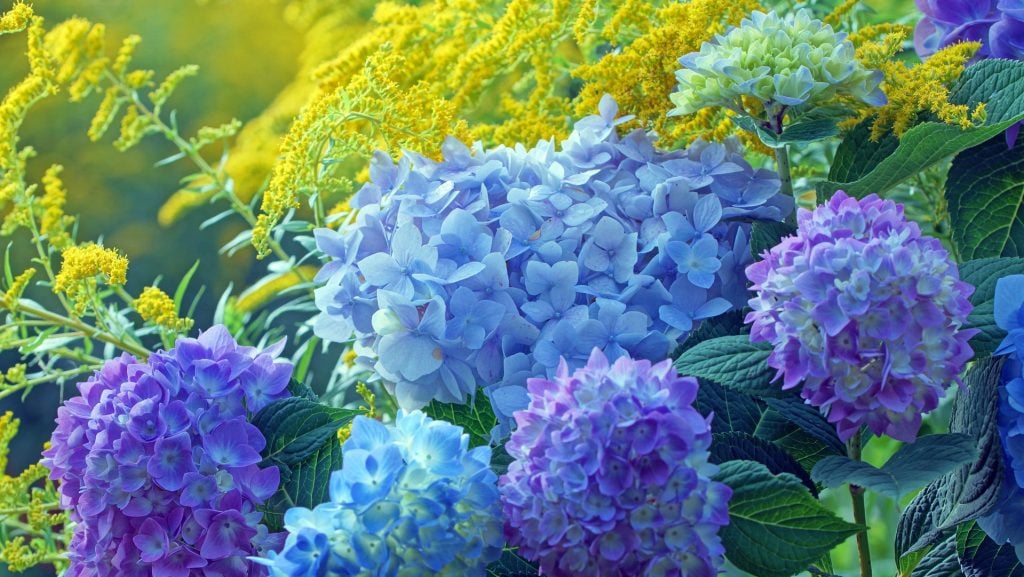 Top 8 Flowering Shrubs and Bushes That Will Enhance the Beauty of Your ...
