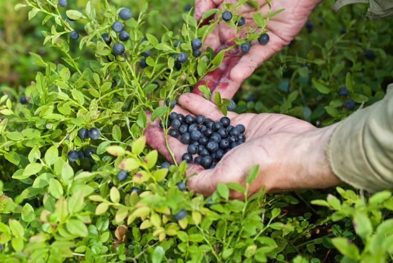 Discover the A-Z List of Berry Types and Varieties - The Arches