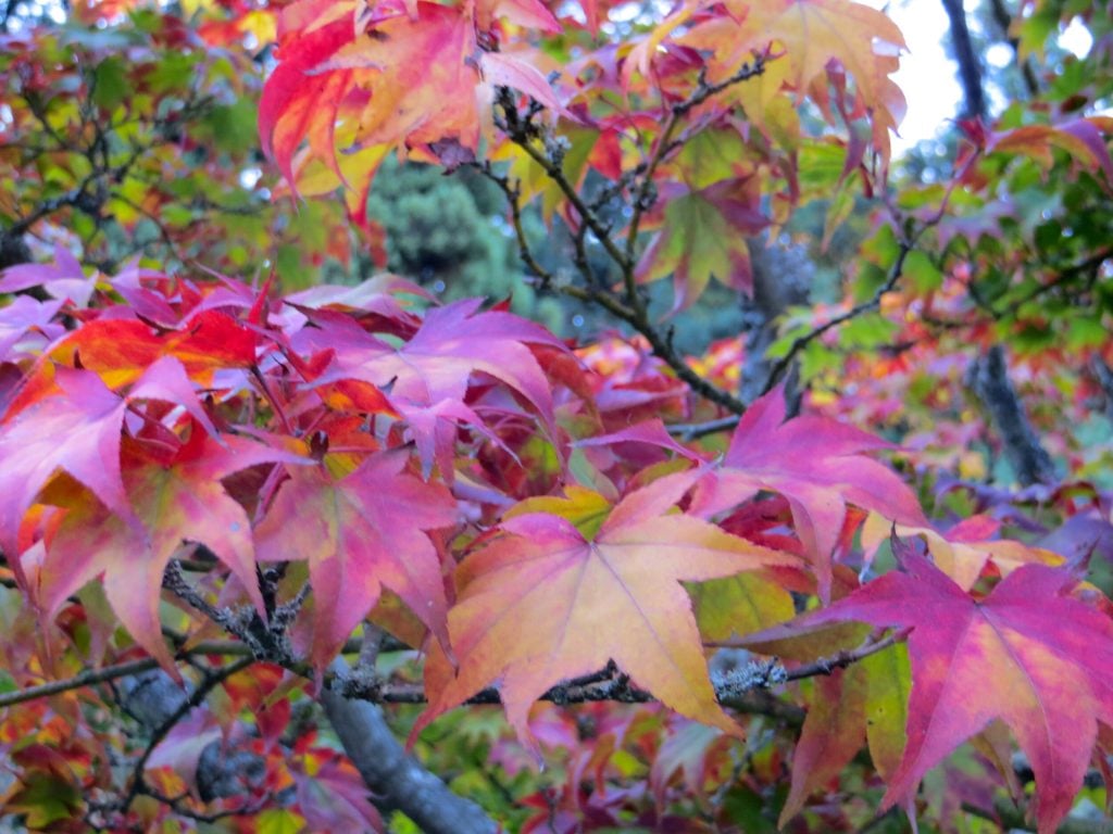 What Does Acer Mean in Japanese Maple - The Arches