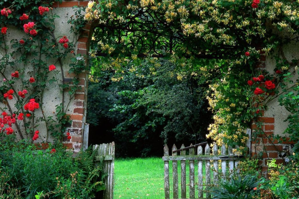 Evergreen Climbing Plants - The Arches