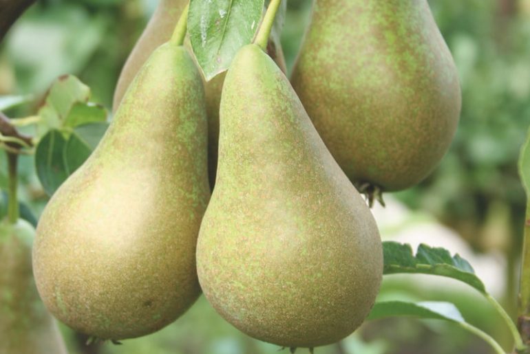 Learn How and When to Prune Your Pear Trees [UK] - The Arches