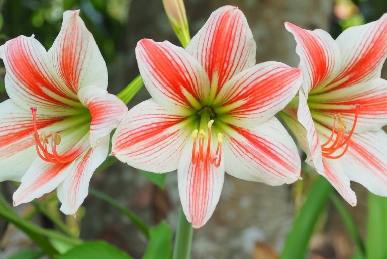 The Ultimate A-Z List Of Common Flower Names - The Arches