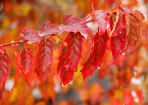 18 Most Stunning Trees That Turns Red in Autumn - The Arches