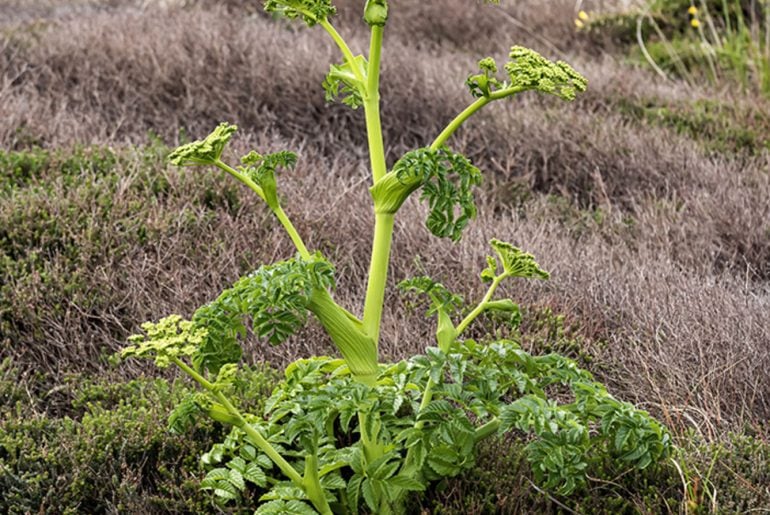 Tips for Growing and Caring For Angelica Plant - The Arches