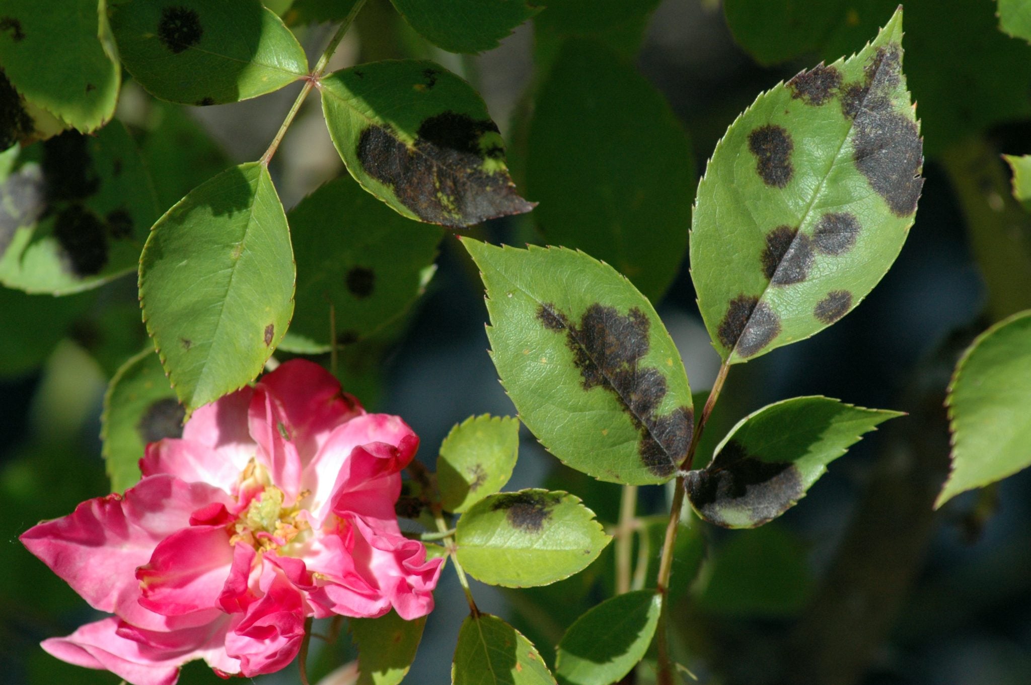 Can Rose Black Spot Infect and Spread to Nearby Plants? - The Arches