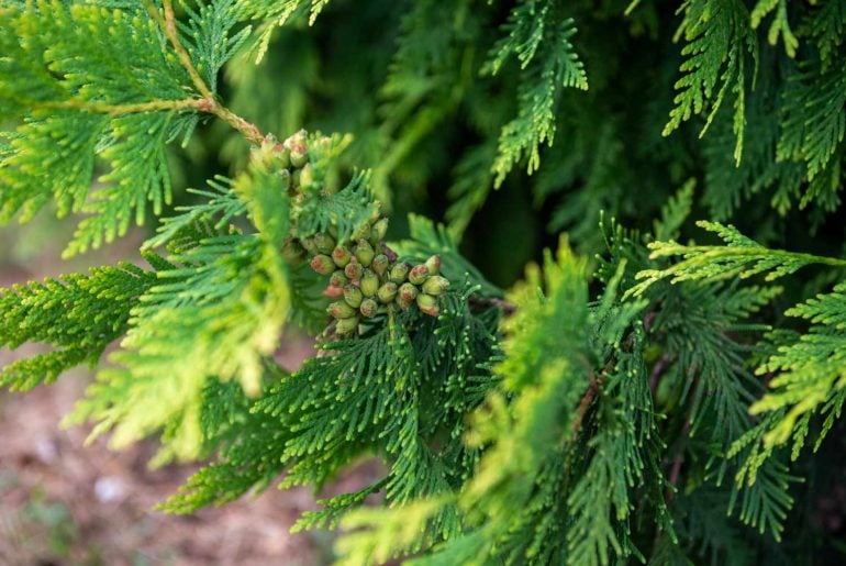 How to Grow and Care for Arborvitae 'Thuja' - The Arches