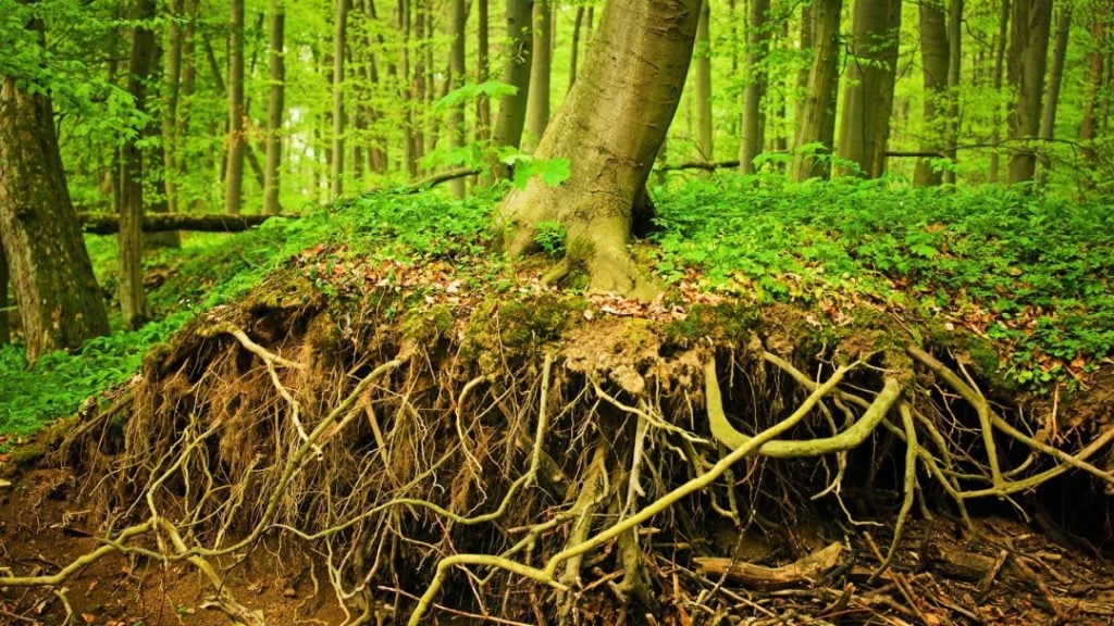Do Curly Willow Trees Have Deep Roots? - The Arches