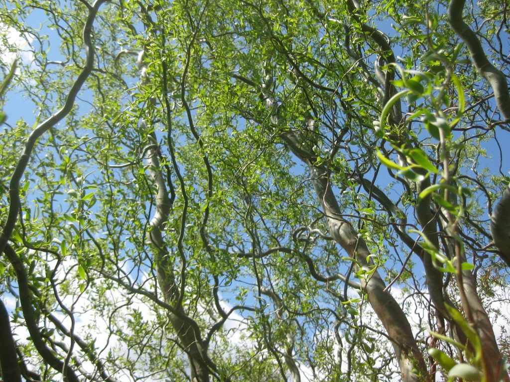 Do Curly Willow Trees Have Deep Roots? - The Arches