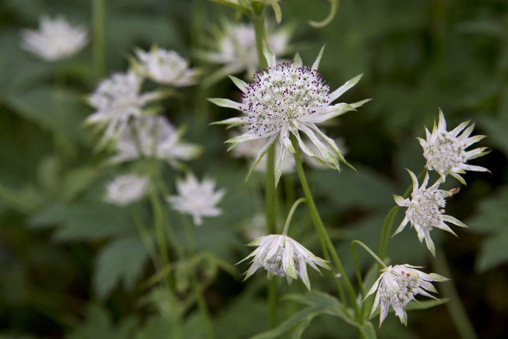 A Complete Guide to Grow and Care for Astrantia 'Masterworts' - The Arches