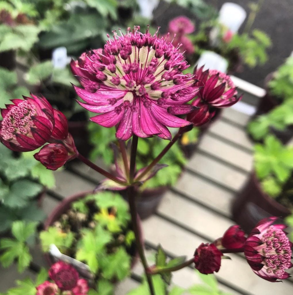 A Complete Guide to Grow and Care for Astrantia 'Masterworts' - The Arches