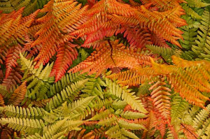 25 Different Types of Fern to Grow in the UK - The Arches