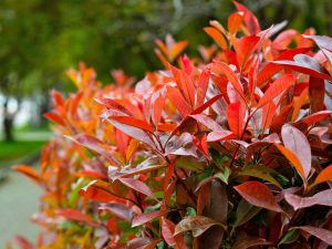 Complete Guide to Pruning Photinia Red Robin - The Arches