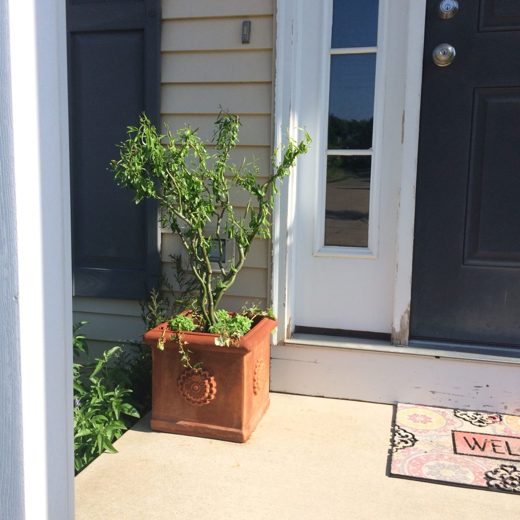 Can You Grow Willow Trees in Pots - The Arches