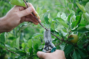 Learn How and When to Prune Your Pear Trees [UK] - The Arches