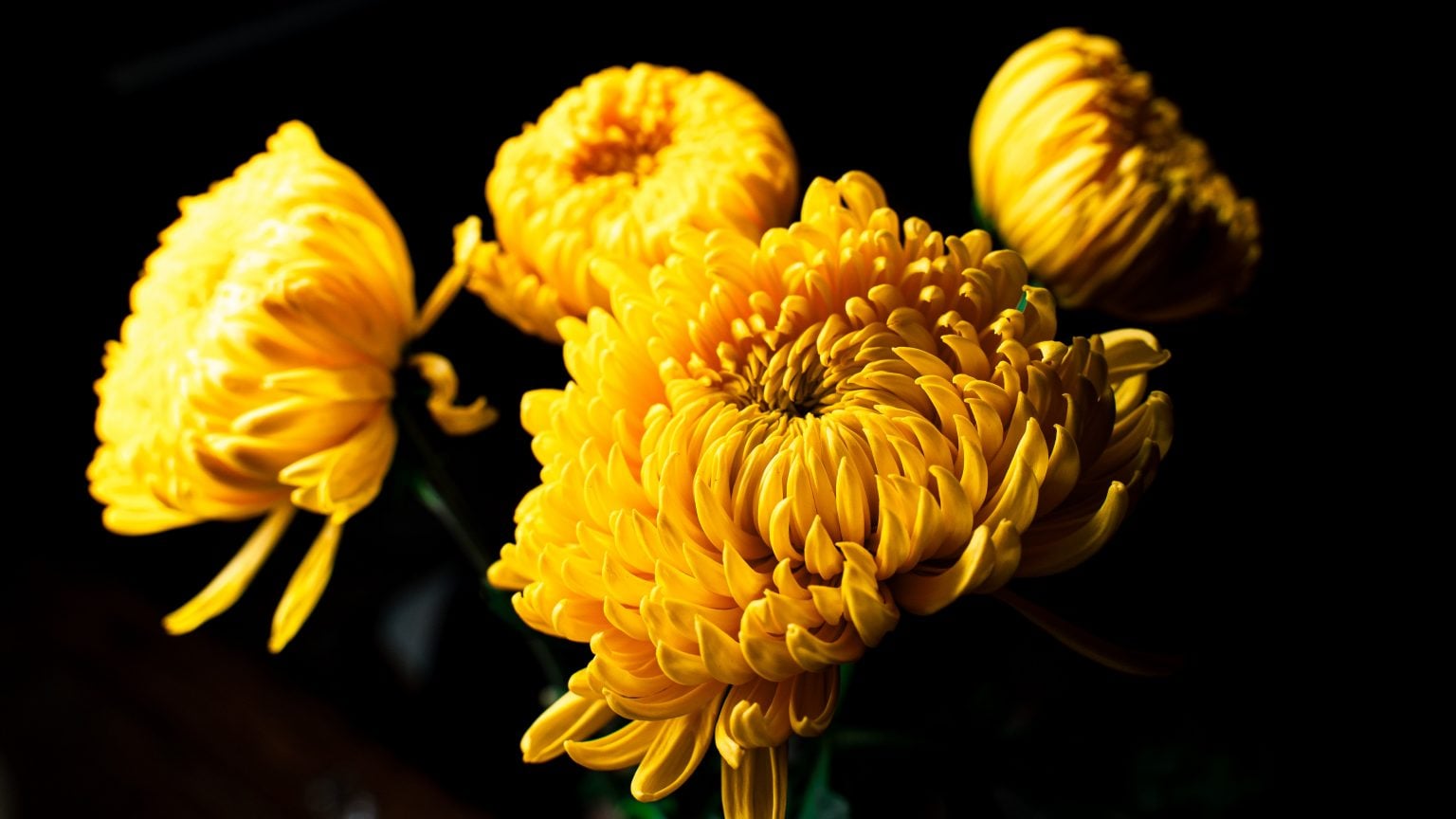 20 Stunning Gerbera Varieties to Grow in Your Garden - The Arches
