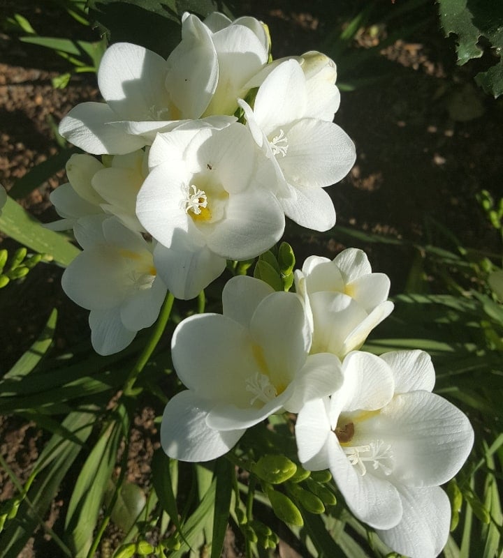 20 Unique Types of Freesias to Add Color to Your Garden - The Arches