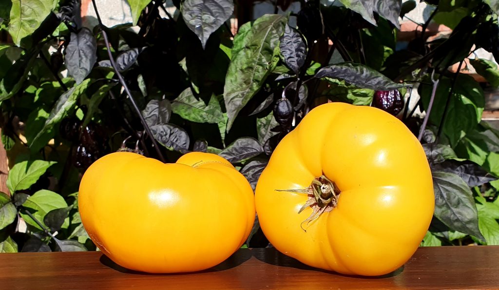 18 Yellow and Orange Tomato Varieties for a Colorful Garden - The Arches