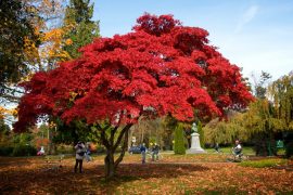 18 Most Stunning Trees That Turns Red in Autumn - The Arches
