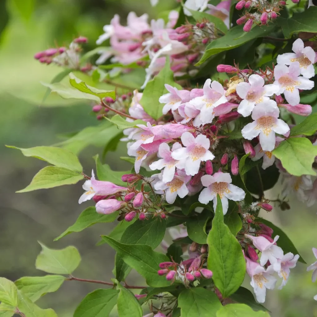 Top 20 Small Flowering Shrubs for Shaded Gardens [UK] - The Arches