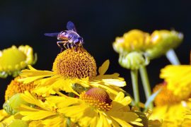 A Complete Guide to Cross-Pollination - The Arches