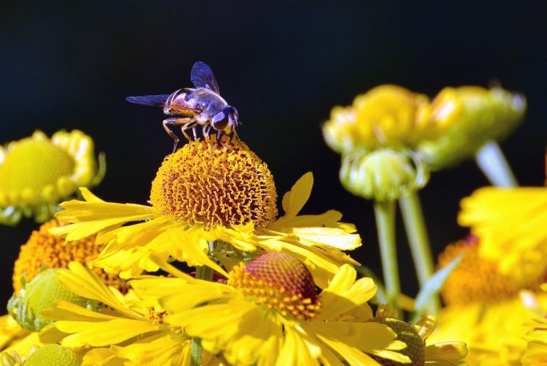 A Complete Guide to Cross-Pollination - The Arches