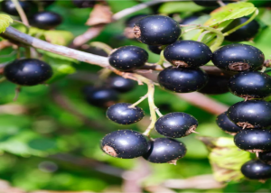 How To Grow and Prune Blackcurrant Bushes - The Arches