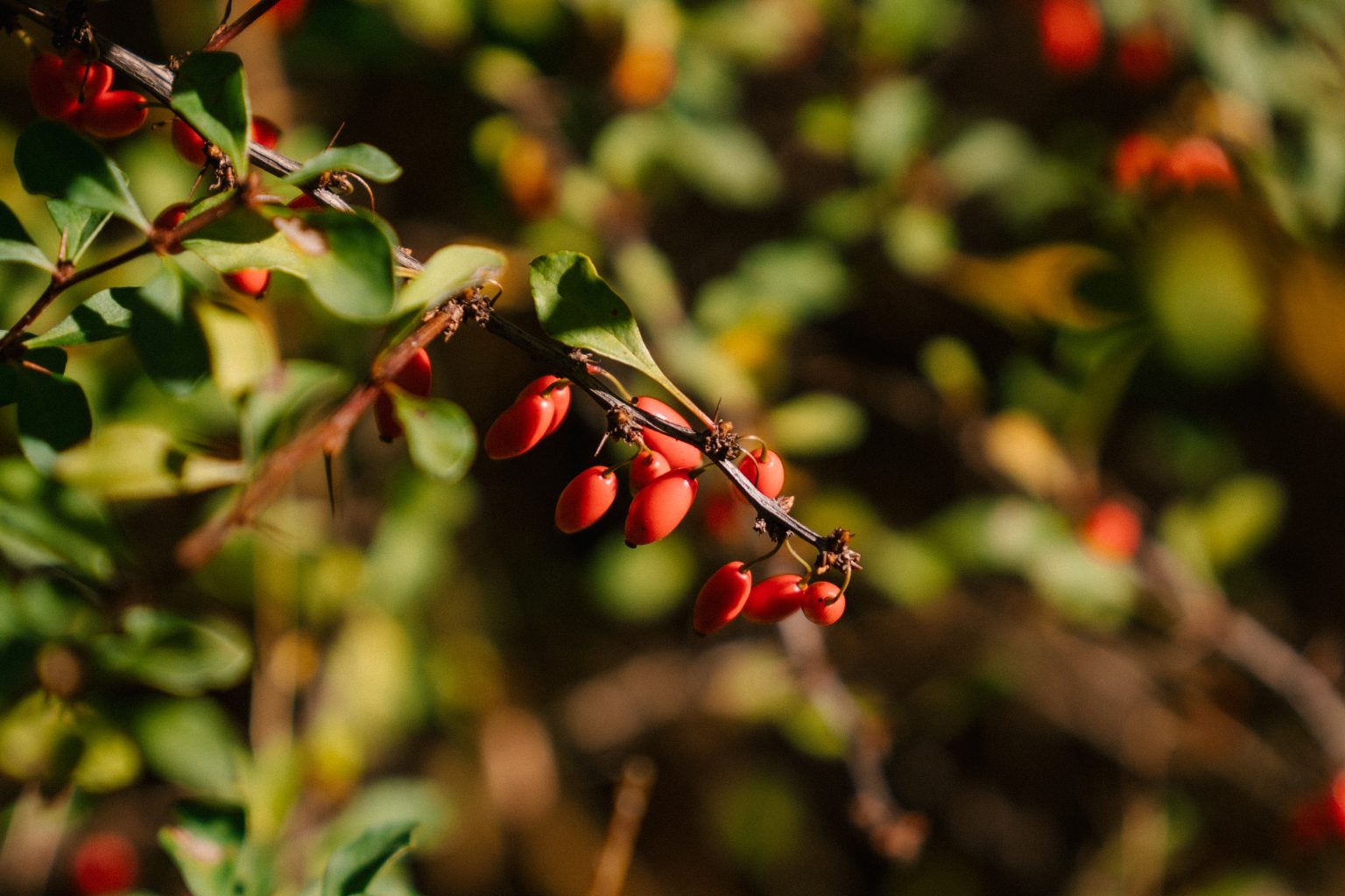 How to Grow and Care for Berberis 'barberry' Plants [UK] - The Arches