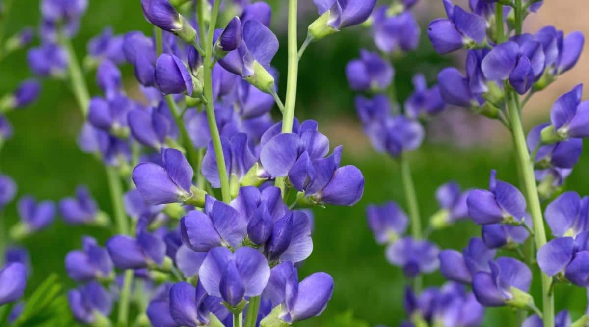 21 Bulbs with Beautiful Blue Flowers for Your Garden - The Arches