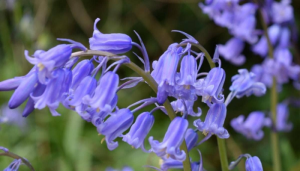 21 Bulbs with Beautiful Blue Flowers for Your Garden - The Arches