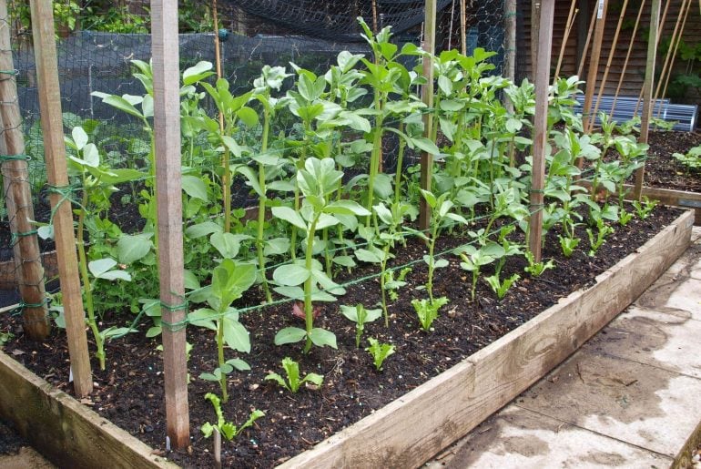 When and How to Grow Broad Beans [UK] - The Arches