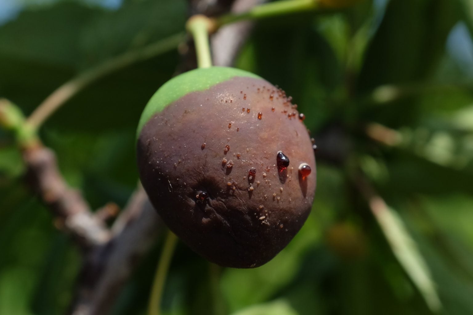 A Beginner's Guide to Growing and Caring for Plum Trees - The Arches
