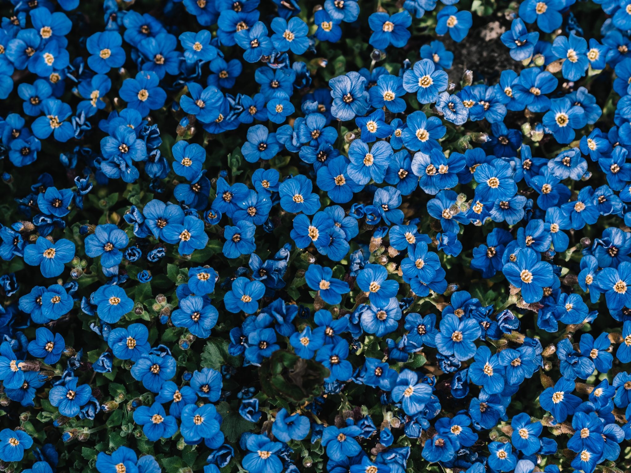 21 Bulbs with Beautiful Blue Flowers for Your Garden - The Arches