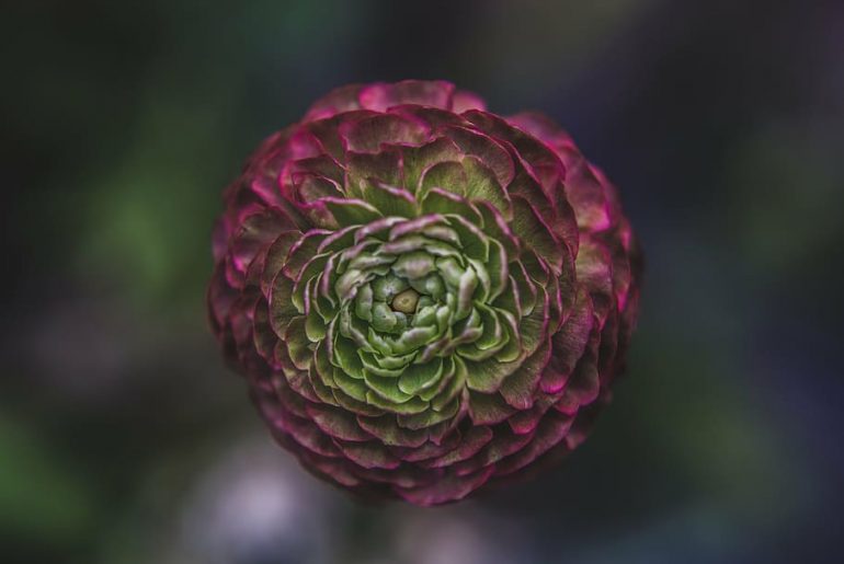 The Ultimate Guide to Growing Ranunculus Successfully in Pots - The Arches