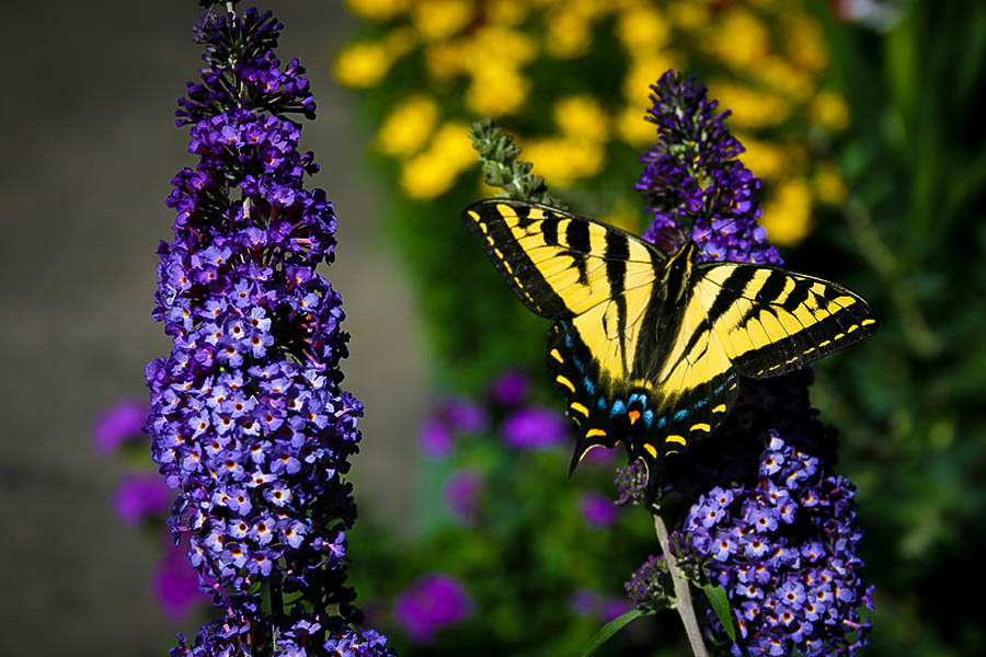 24 Long-Flowering Perennials That Will Transform Your Garden - The Arches