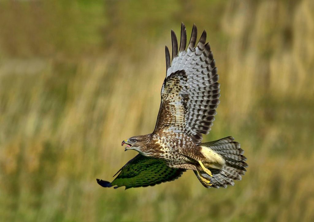 12 Different British Birds of Prey (Common & Rare) - The Arches