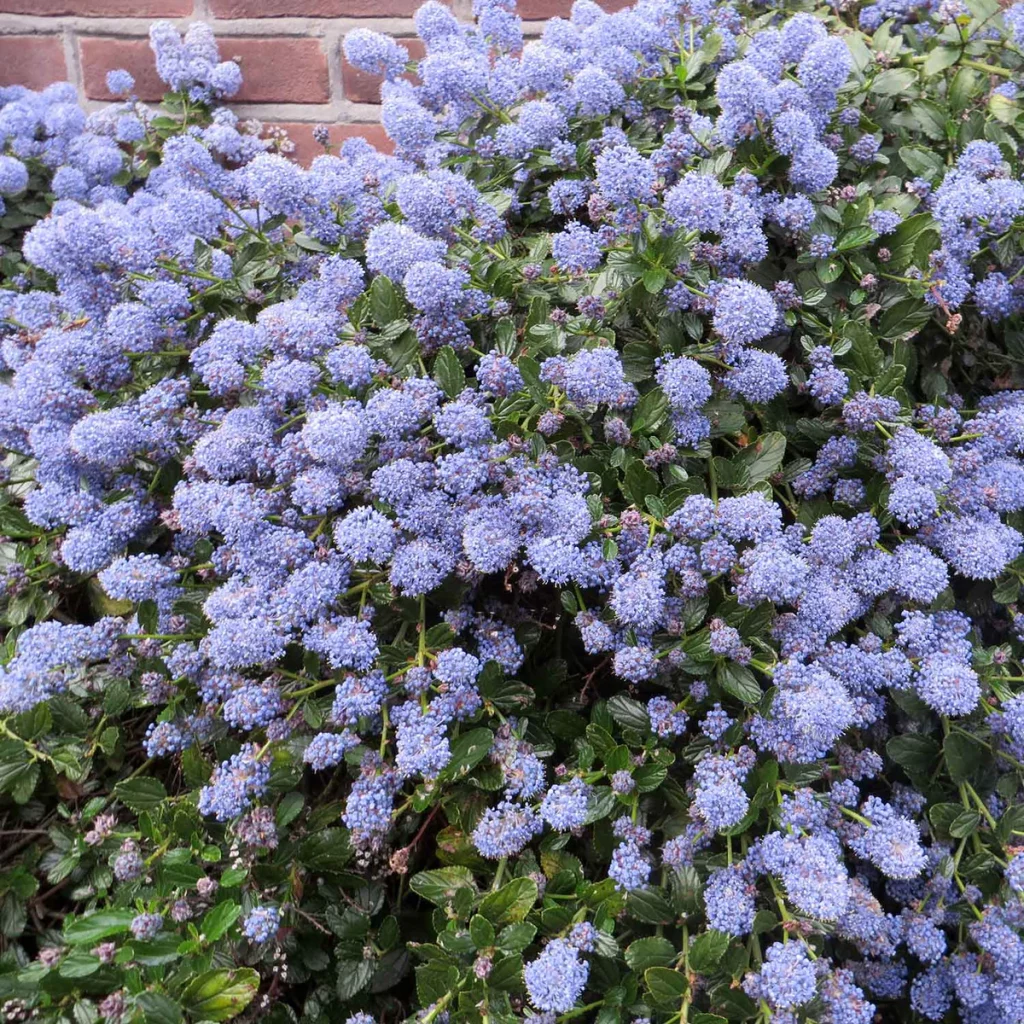 The Ultimate Guide to Growing Ceanothus 'California Lilac' - The Arches
