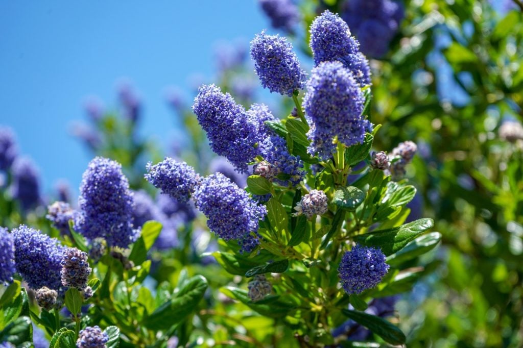 The Ultimate Guide to Growing Ceanothus 'California Lilac' - The Arches