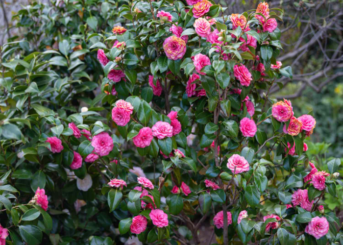 Top 20 Small Flowering Shrubs for Shaded Gardens [UK] - The Arches