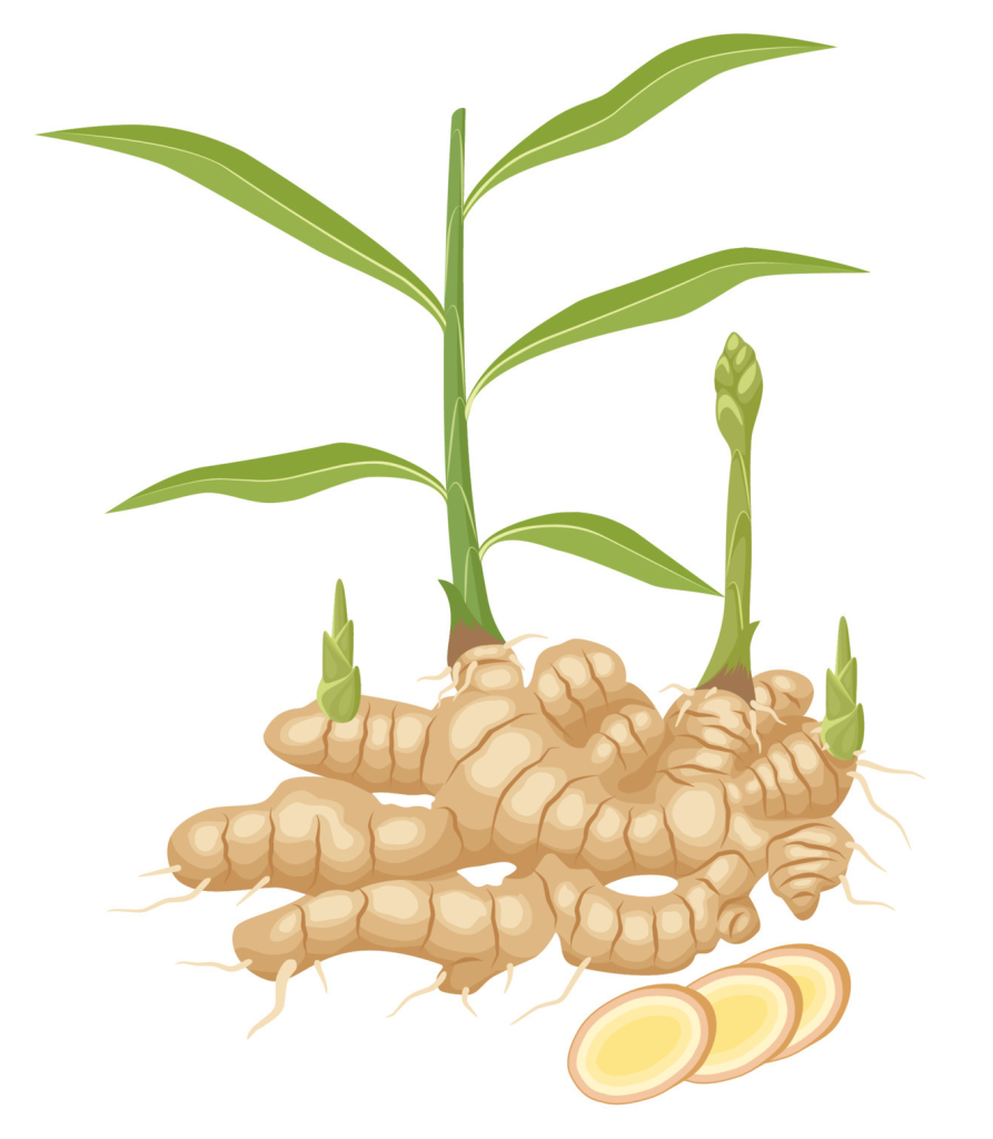 Discover how You Can Grow Ginger Back Every Year - The Arches