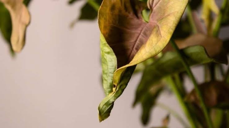 Why are Redbud Leaves Curling? - The Arches