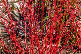 22 Beautiful Plants With Stunning Red-Colored Stems - The Arches