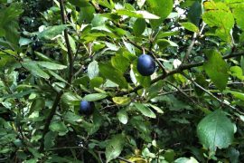 The Perfect Time to Harvest Damsons: Caring and Growing Tips - The Arches