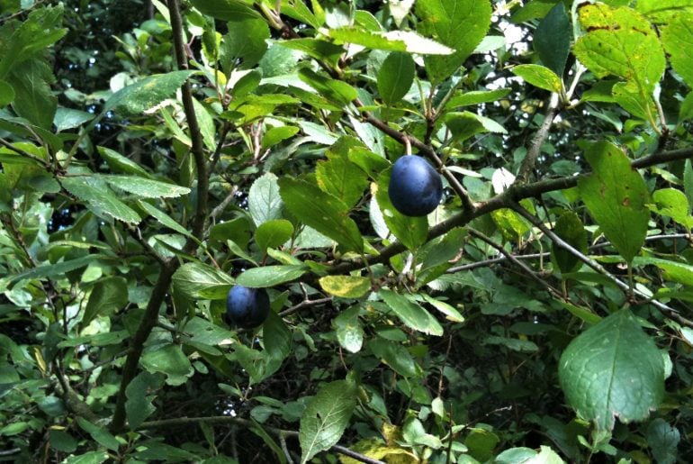 The Perfect Time to Harvest Damsons: Caring and Growing Tips - The Arches