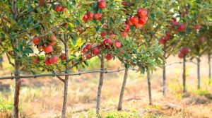 Growing Cordon (Columnar) Fruit Trees: A Step-by-Step Guide - The Arches