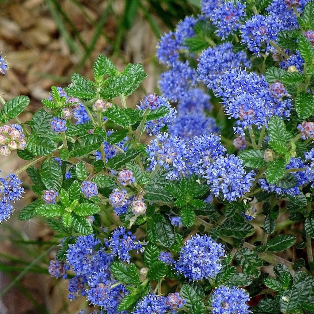 20 Ceanothus Varieties to Grow in Your Beautiful Garden [UK] - The Arches