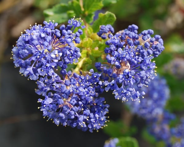 20 Ceanothus Varieties to Grow in Your Beautiful Garden [UK] - The Arches