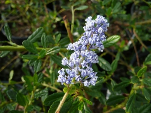 20 Ceanothus Varieties to Grow in Your Beautiful Garden [UK] - The Arches